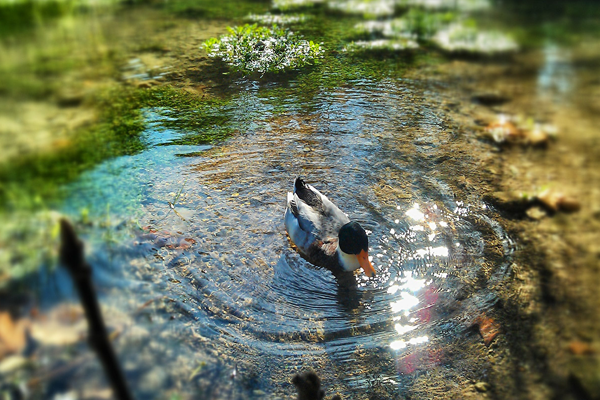 Adult Classes | The Gardens on Spring Creek