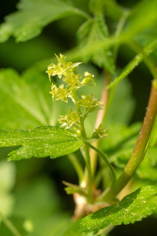 Ribes alpinum (alpine currant) - City of Fort Collins