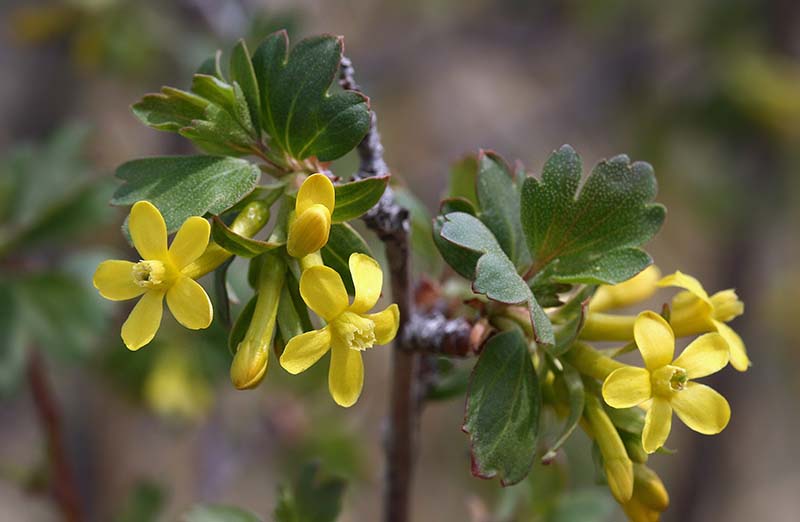 Ribes aureum var. aureum (golden currant) - City of Fort Collins