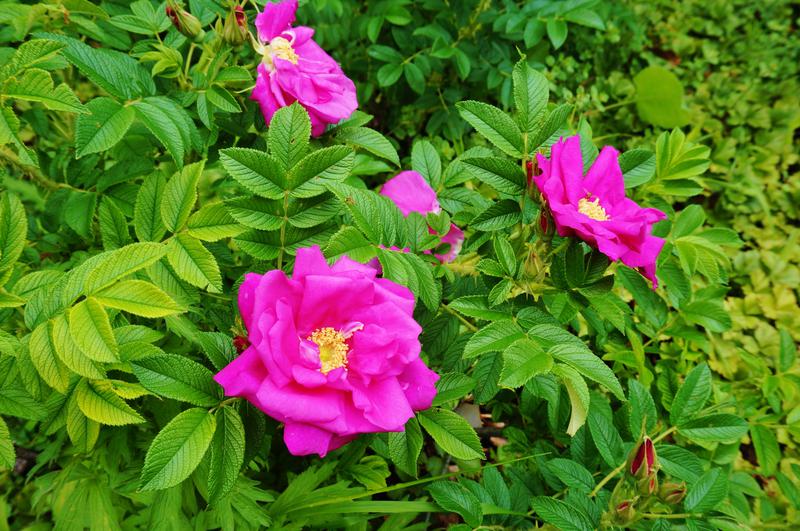 Rosa rugosa (rugosa rose) - City of Fort Collins