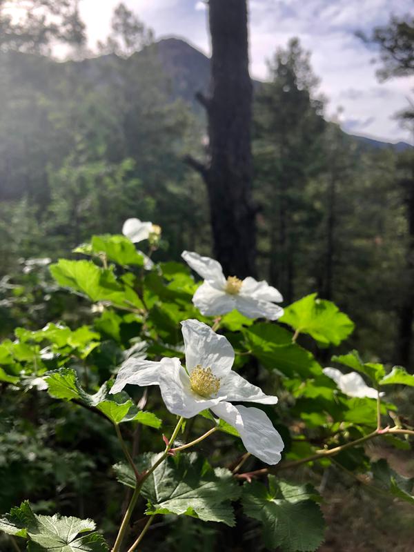 Rubus deliciosus (Boulder raspberry) - City of Fort Collins