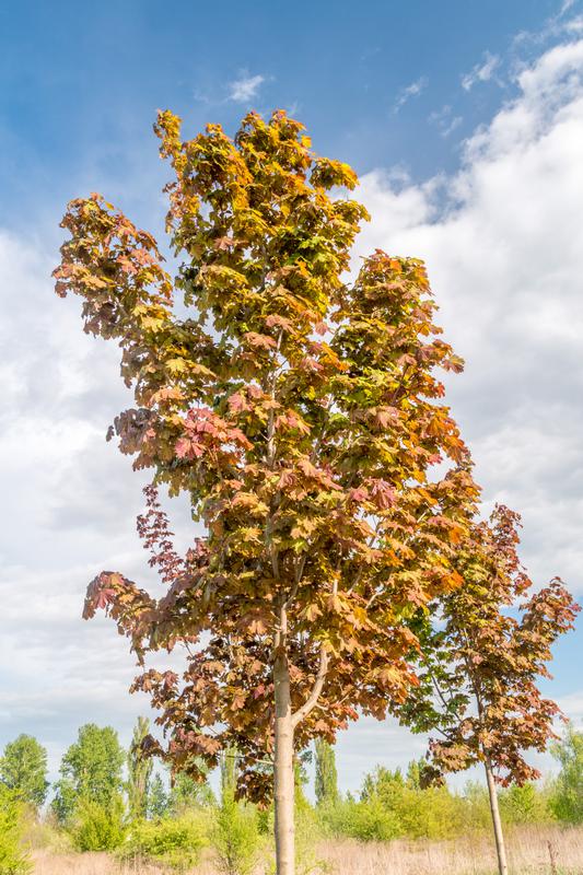 Acer platanoides 'Deborah' (Deborah Norway maple) - City of Fort Collins