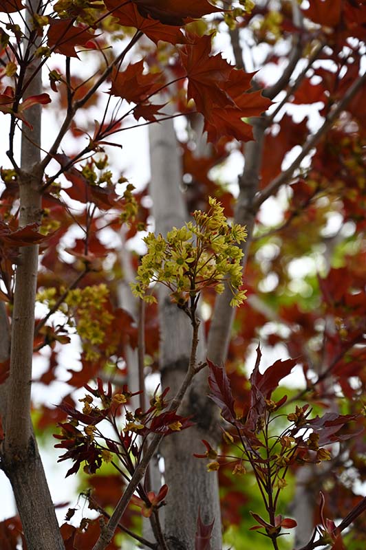 Acer platanoides 'Fairview' (Fairview Norway maple) - City of Fort Collins