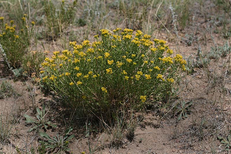 Chrysothamnus viscidiflorus ssp. viscidiflorus (yellow rabbitbrush ...