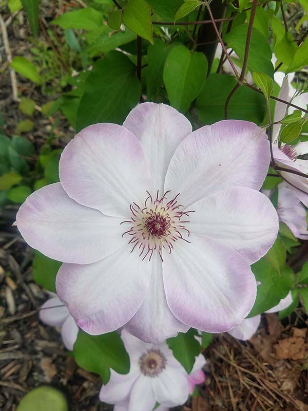 Clematis 'Henryi' (Henryi clematis) - City of Fort Collins