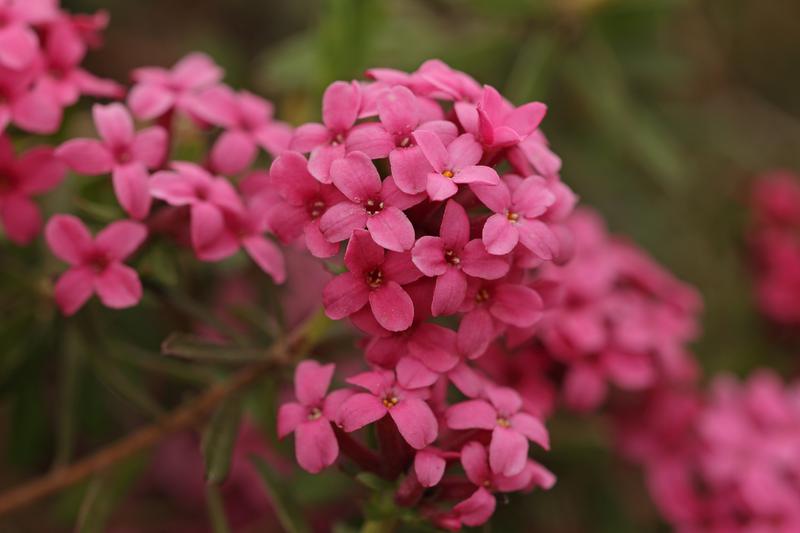 Daphne cneorum (rose daphne) - City of Fort Collins