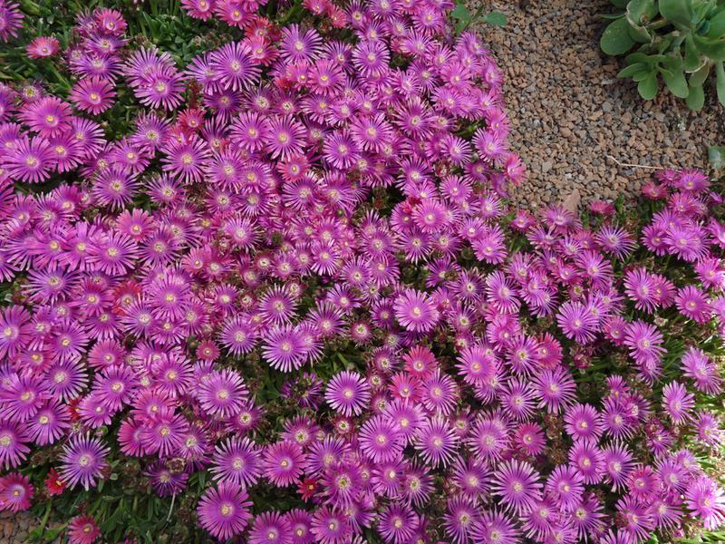 Delosperma 'PJS01S' (Raspberry® iceplant) - City of Fort Collins