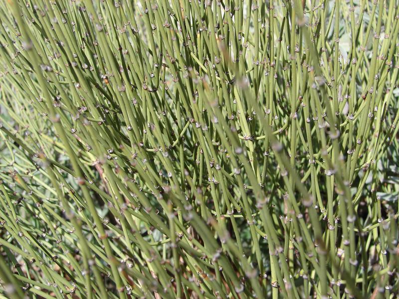 Ephedra viridis (mormon tea) - City of Fort Collins