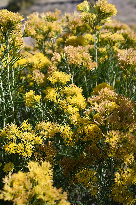 Ericameria nauseosa var. graveolens (green rubber rabbitbrush) - City ...