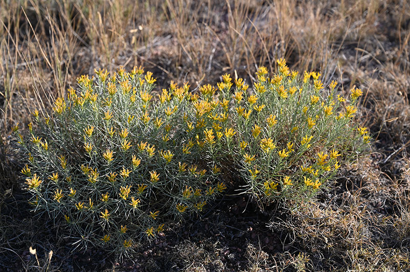 Ericameria nauseosa var. oreophila (rubber rabbitbrush) - City of Fort ...