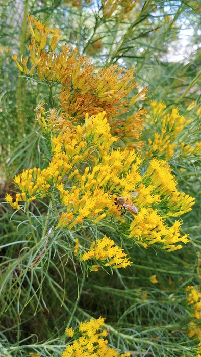 Ericameria nauseosa var. speciosa (rubber rabbitbrush) - City of Fort ...