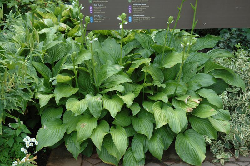 Hosta spp. (hosta/plantain lily) - City of Fort Collins