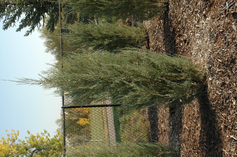 Juniperus scopulorum 'Skyrocket' (Sky Rocket Rocky Mountain juniper ...