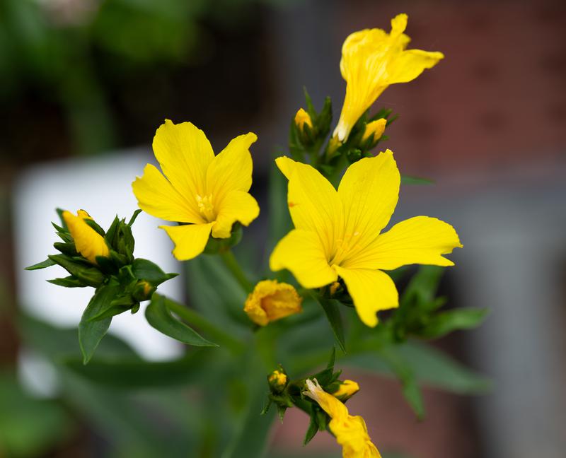 Linum flavum 'Compactum' (Compact yellow flax) - City of Fort Collins
