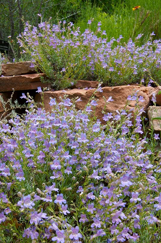 Penstemon linarioides ssp. coloradoensis 'P014S' (Silverton® bluemat ...