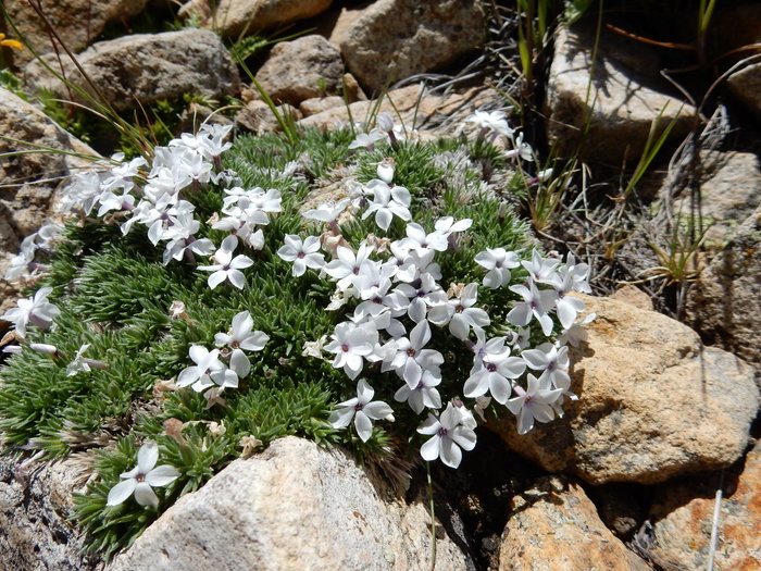 Phlox condensata (dwarf phlox) - City of Fort Collins