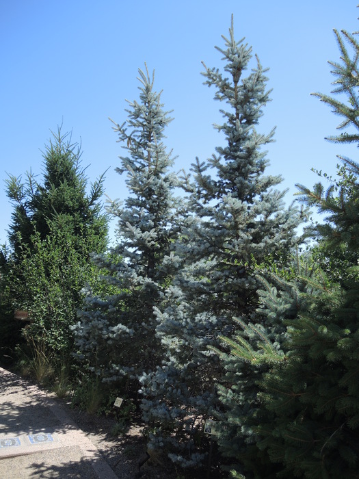 Picea pungens 'Hoopsi' (Hoopsi Colorado blue spruce) - City of Fort Collins