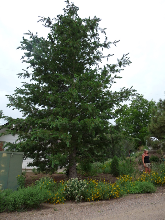 Pinus flexilis (Limber Pine) - City of Fort Collins