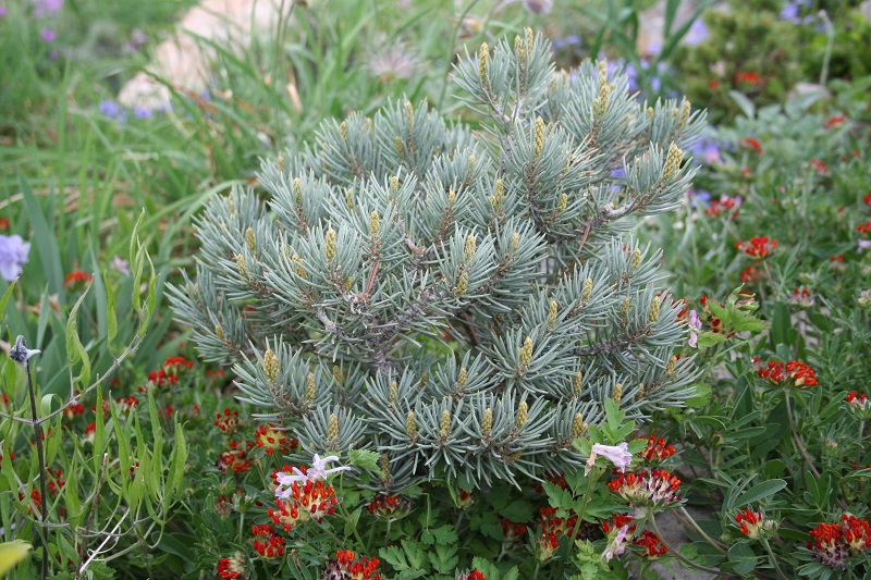 Pinus monophylla 'Blue Jazz' (dwarf blue singleleaf piñon pine) - City ...