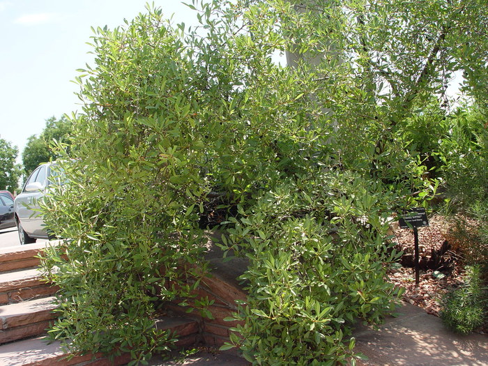 Prunus pumila var. besseyi (sandcherry) - City of Fort Collins